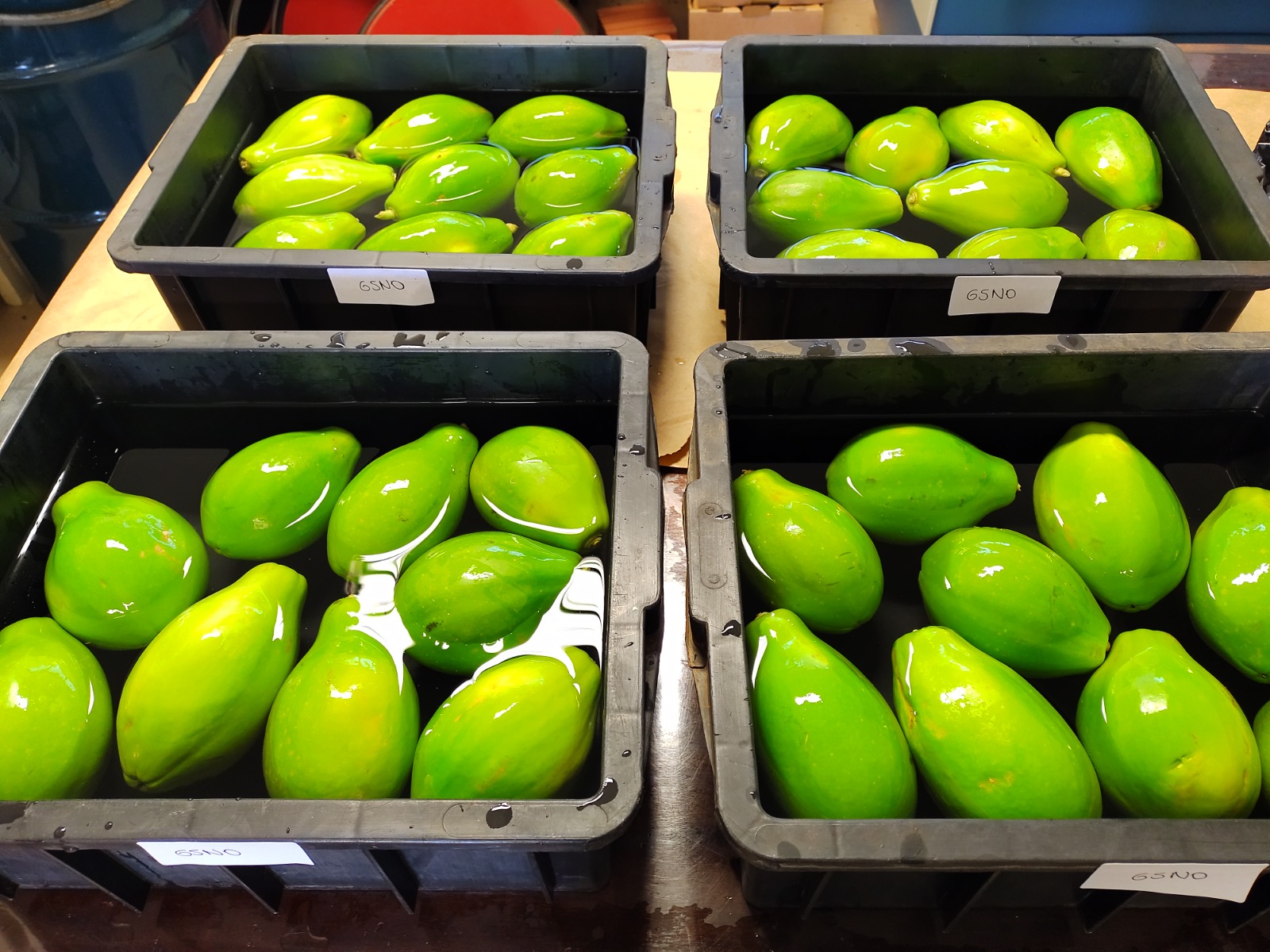 IAC completa 137 anos com nova patente de método inovador para retardar ...